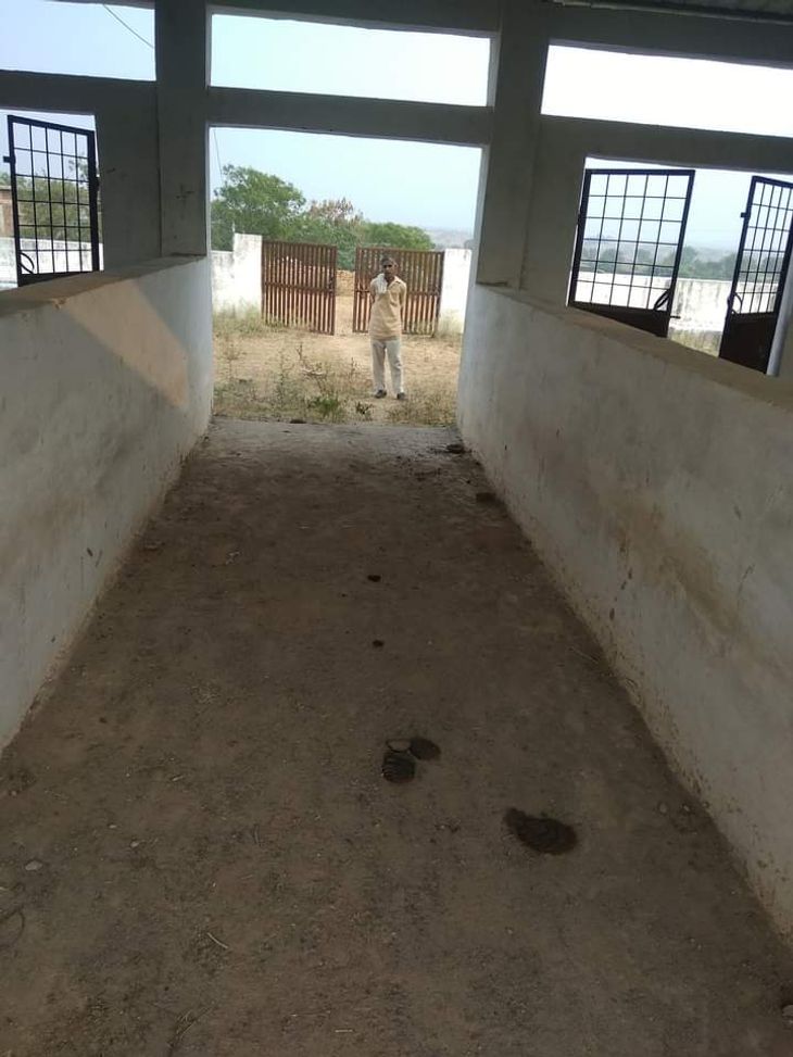 Despite having a cowshed, destitute cattle are found on the roads and ...