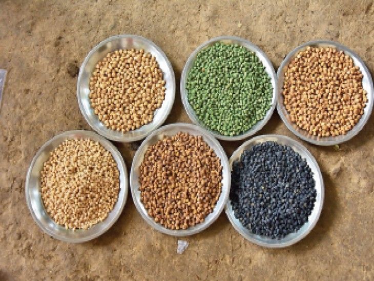 Endangered species like black, green and white gram and wheat rice ...