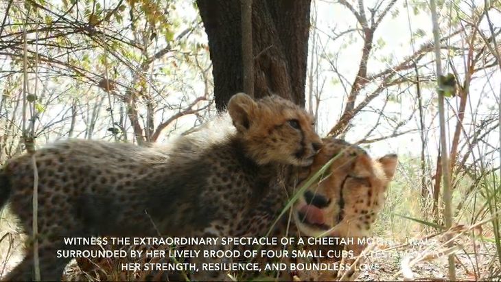 Flame Cheetah is having fun with her four cubs and teaching them to ...