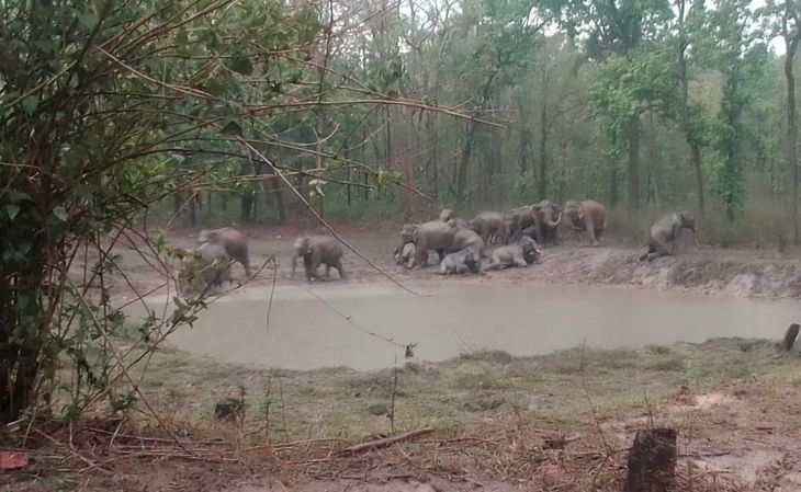 The elephants of the Sikaser group frolicked in the pouring water in ...