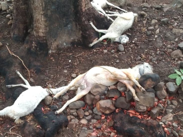 Five goats died due to lightning | आकाशीय बिजली गिरने से पांच बकरियों ...