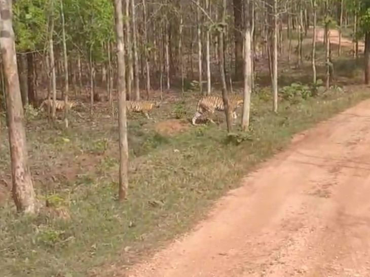 Jugni tigress was seen with four cubs in Pench National Park, tourists ...