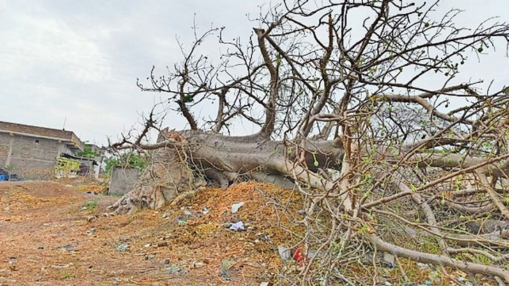 A 15th century Khurasani tamarind tree fell in Aali due to a storm ...