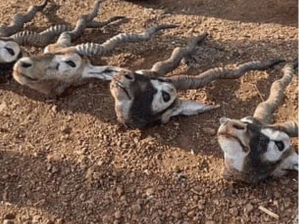 Guna Blackbuck Poaching Case Update; Police Murder Vs Hunters