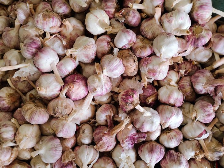 Garlic from Himachal Pradesh sold in Neemuch market | नीमच मंडी में ...