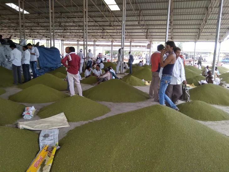The bumper crop of moong brought smiles on the faces of farmers | मूंग ...