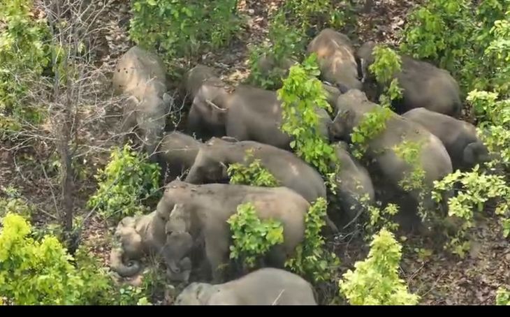 27 elephants trampled the paddy crop of 11 farmers | 27 हाथियों ने 11 ...