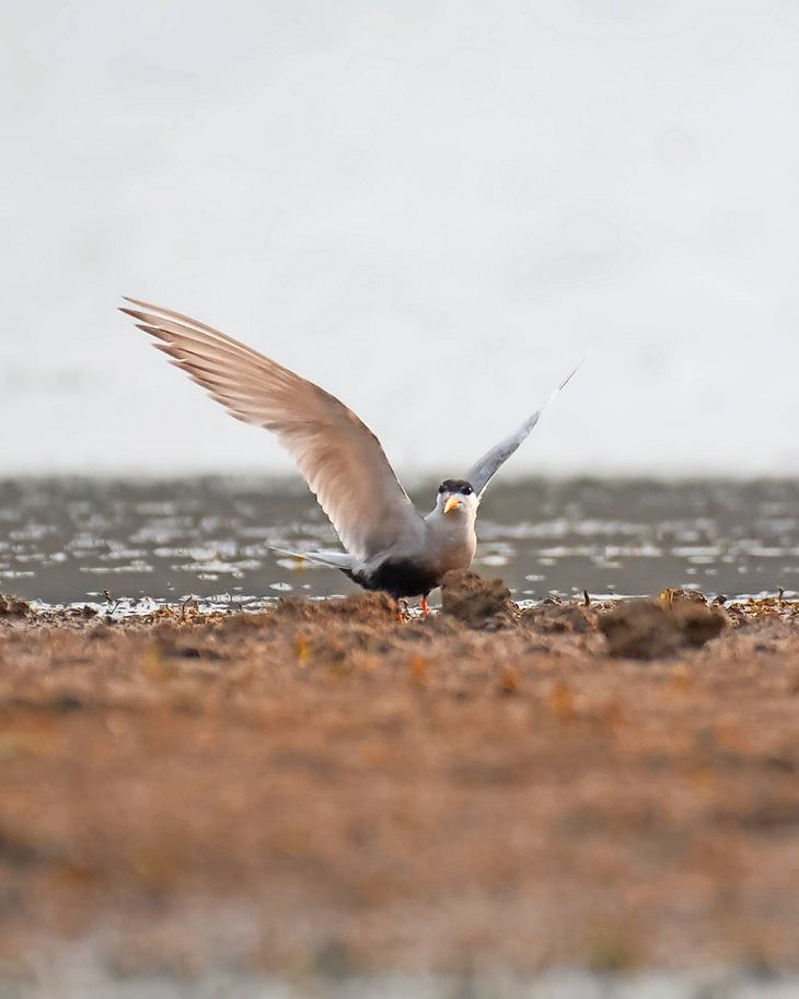 Rare black-bellied tern birds now visit Sarguja, their number in the ...