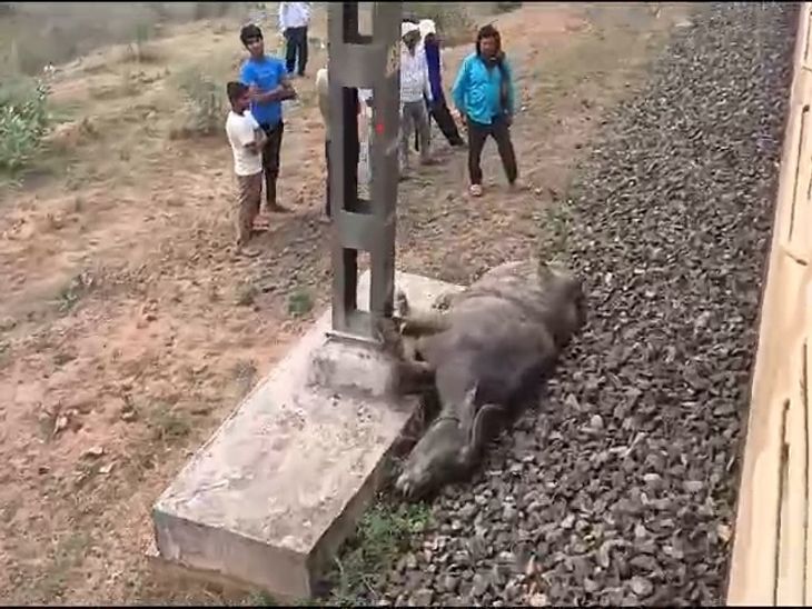 Buffalo collides with Narmada Express on MP-CG border death | MP-CG ...