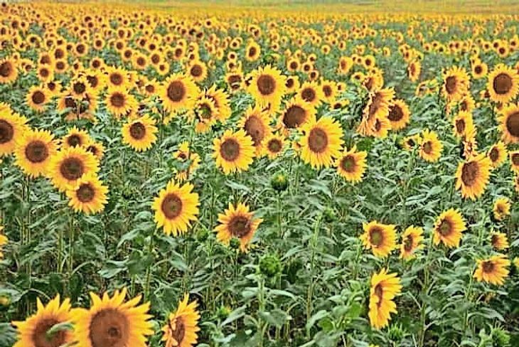 Sunflower cultivation was done on a large scale in Phalka block 25 ...