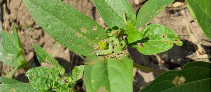 First we struggled with water shortage, now the insects are eating away ...