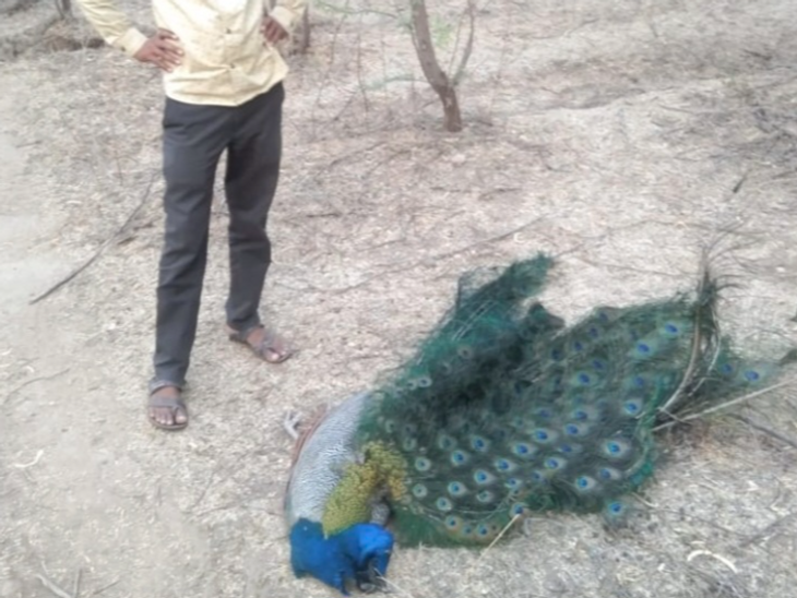 10 peacocks found dead in Desuri | देसूरी में 10 मोर मरे हुए मिले: मौके ...