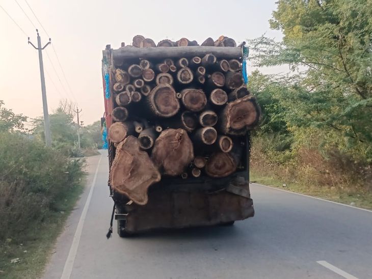 Indiscriminate cutting of trees in Badi Sadri | बड़ी सादड़ी में पेड़ों ...