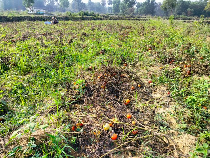 Cold storage constructed at a cost of Rs. 2.36 crore is useless ...