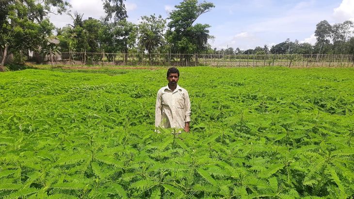 Plant green gram and dhaincha in the field for green manure | हरी खाद ...