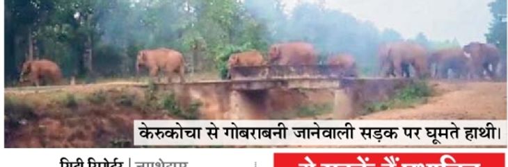 Elephants are on more than 10 roads in Chakulia, people are scared to ...