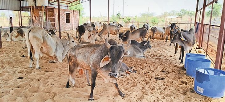 This is the first Gaushala in India where three legged cows are served ...