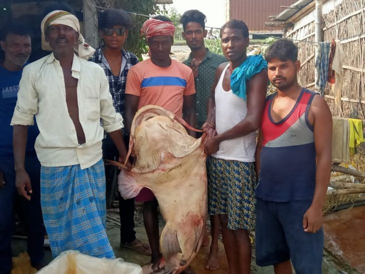 125 kg Baghair fish caught from Koshi river in Supaul | कोशी नदी से 125 ...