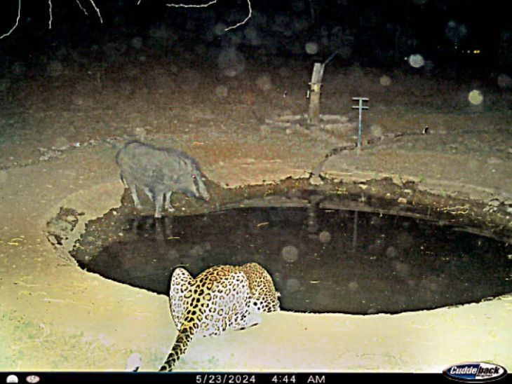 There were 56 leopards in the census done two years ago, now it has ...