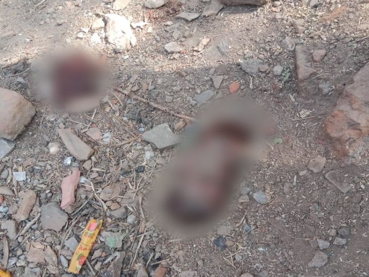 Dogs tore and ate the hands and legs, only the torso and head were ...