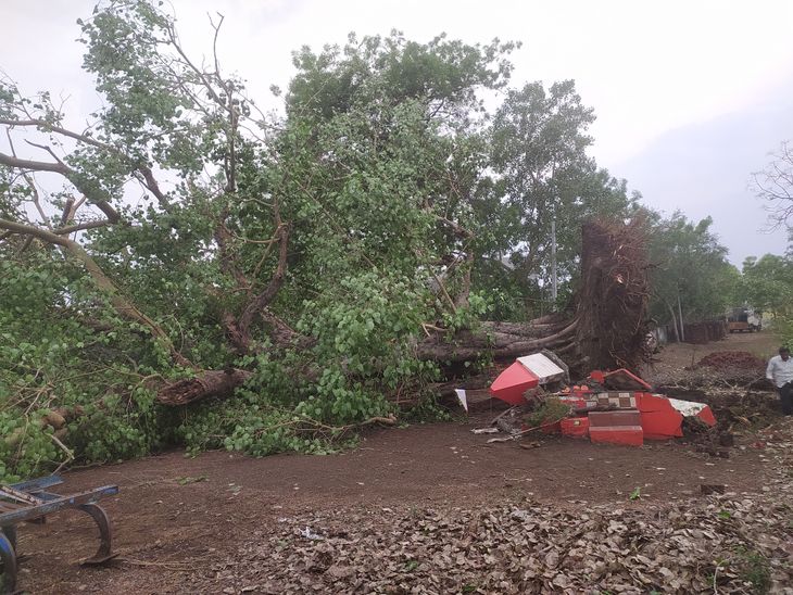 Hundreds of trees and electricity poles fell due to the sudden storm ...