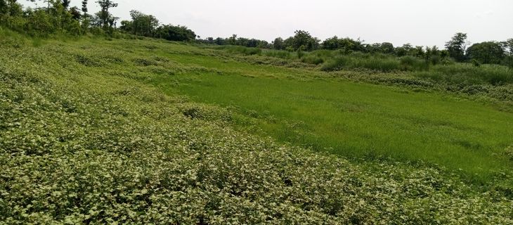 Rivers, ponds and chaurs are drying up due to intense sunshine and heat ...