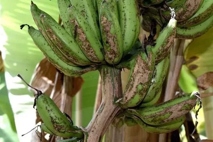 Thrips disease in banana is dangerous for the crop, it will affect the ...