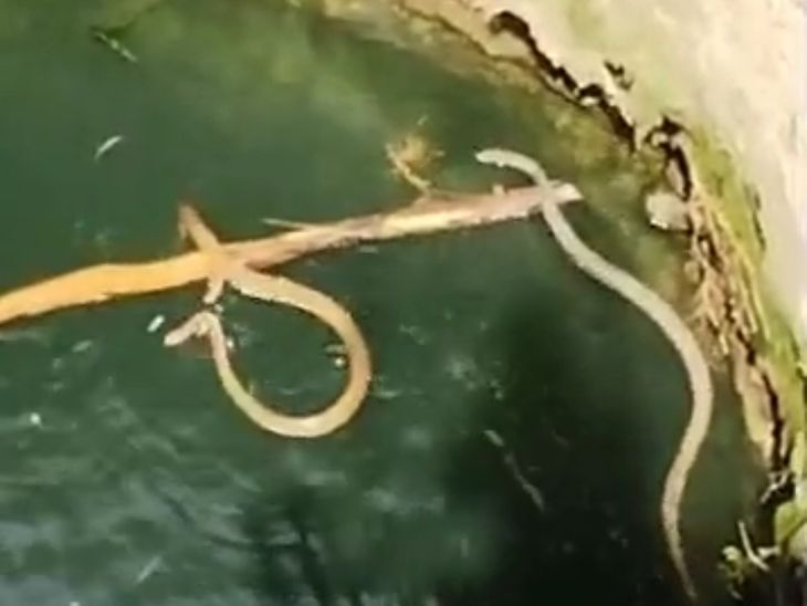 Two snakes of the Ghoda Pachhad species fell into the well | कुएं में ...