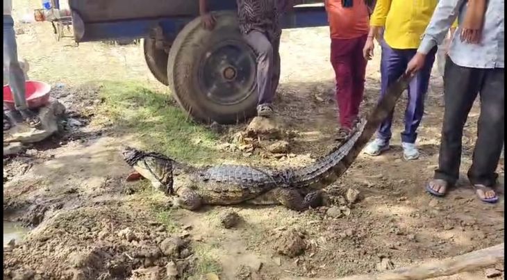 In Kishanpura, a 7 feet long crocodile was lying in a pit, the ...