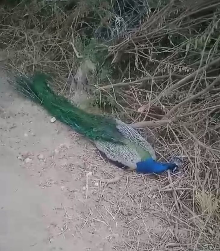 25 national bird peacock found dead in Harawas