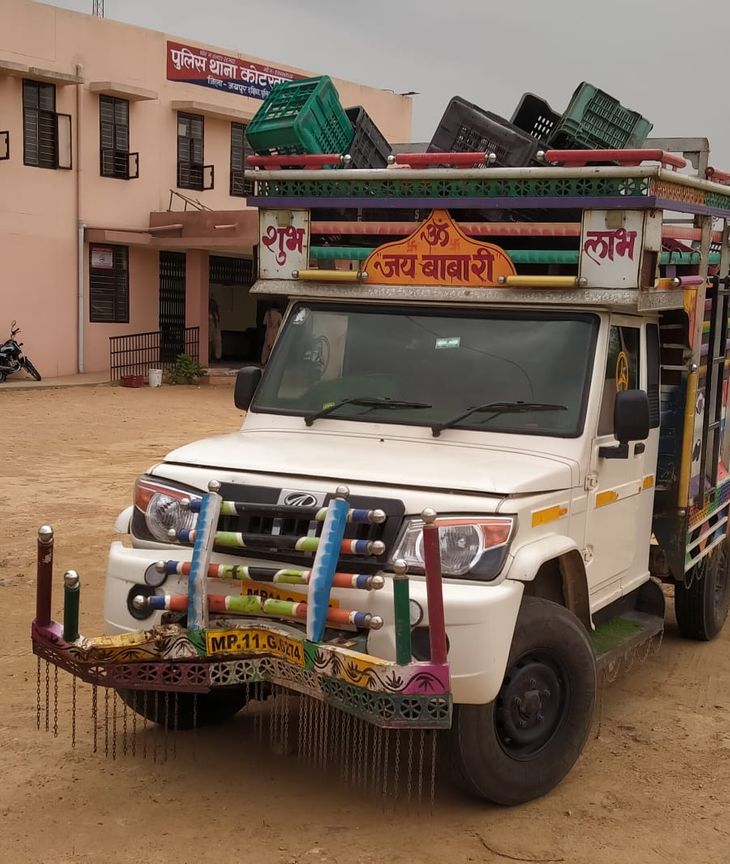 Daring: Cow smuggling under the guise of vegetable crates in a pickup ...