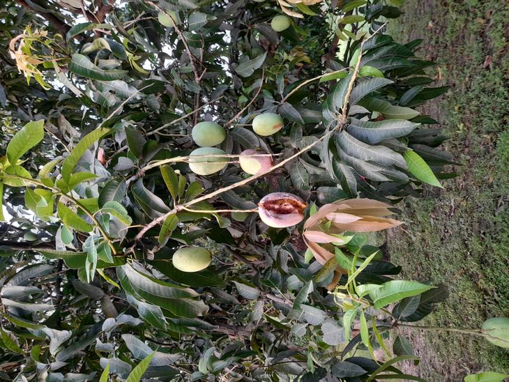 After spots appear on mangoes, fruits fall from the tree, management of ...