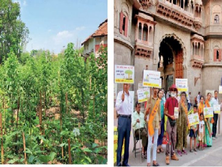 After planting the saplings, they were taken care of daily for 110 days ...