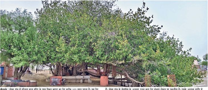 Bikaner: 100 years old Banyan tree, providing shade to hundreds of ...