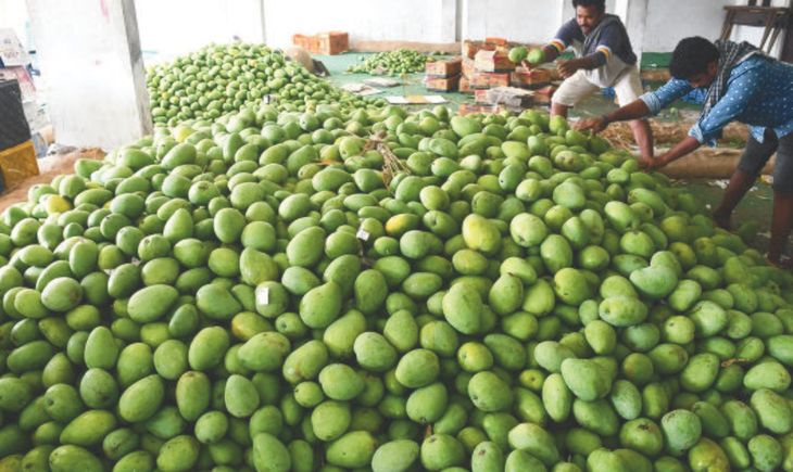 This year's mango season will last till July, 25 tons of mangoes are ...
