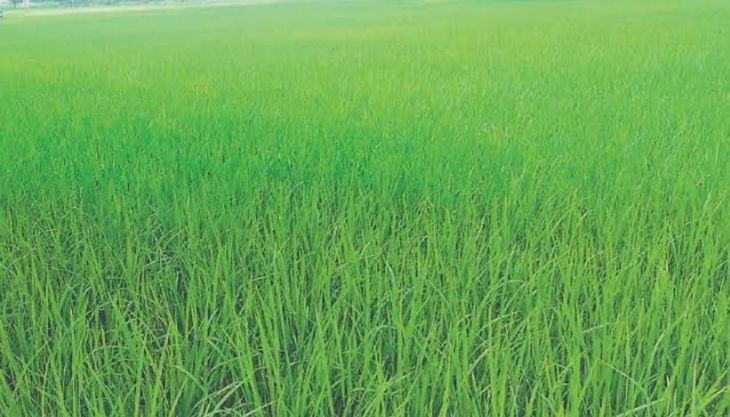 Paddy cultivation will be done in 92.7 thousand hectares | 92.7 हजार ...