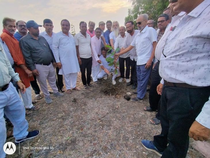 More than 50 shady plants were planted in Chhipabad Muktidham | छीपाबड़ ...
