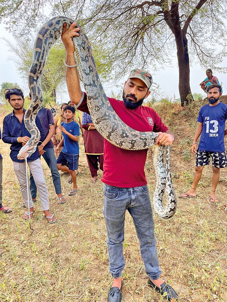8 feet long python found on the farm boundary | खेत की मेढ़ पर 8 फीट ...