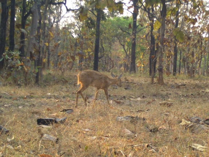 Extinct species of four-horned deer found in Nauradehi Sanctuary