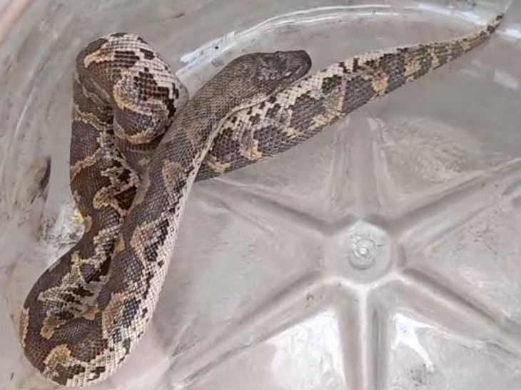 Devotees were scared after finding a python near Ram Ghat | रामघाट के ...