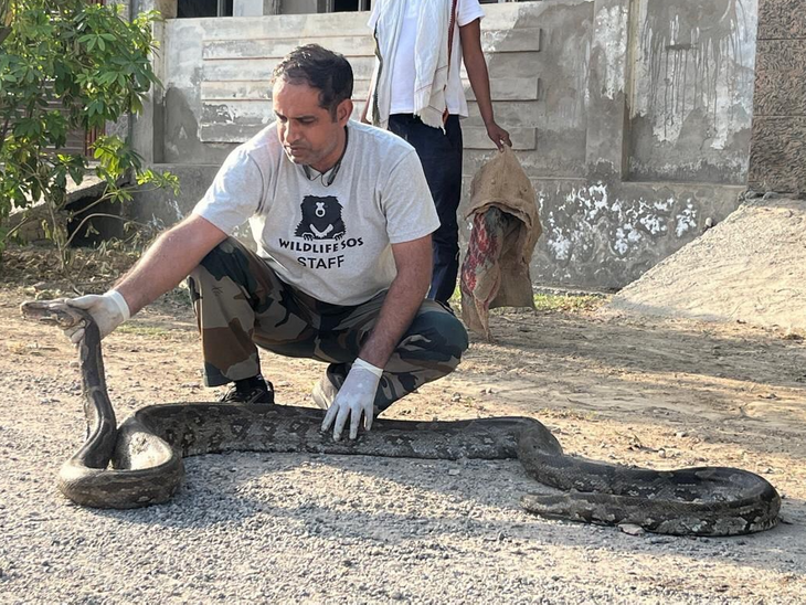 Agra 10 foot long python found in Aastha City society | आगरा की आस्था ...