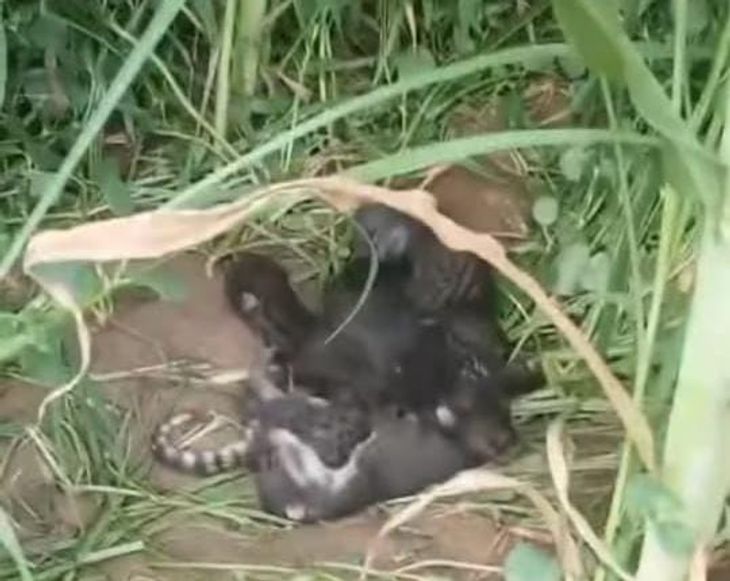 Black colored wild animal seen in Berai village | बेरई गांव में दिखा ...