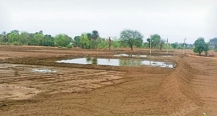 Paddy harvesting started 8 months after harvesting, paddy pits 1.5 feet ...