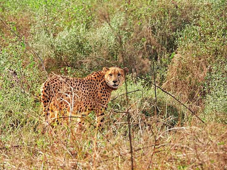 After the rain, 4 cheetahs can be released in the open forest | बारिश ...