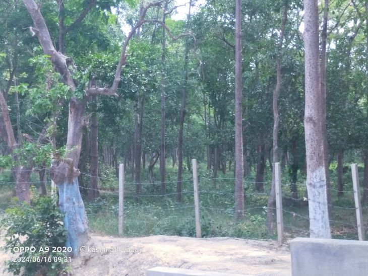 The forest of Kuchila spread over 28 acres is shrinking day by day, the ...