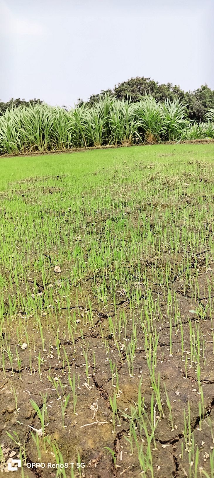 Rice crop drying in hot sun | कड़ी धूप में सूख रहा धान का बिचड़ा ...