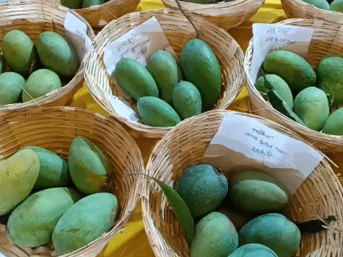 Know all about varieties of Mangoes in Bihar
