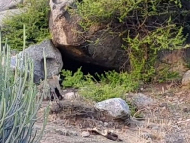 Leopard hunted dog in Jawai Conservation Area of Pali district of ...