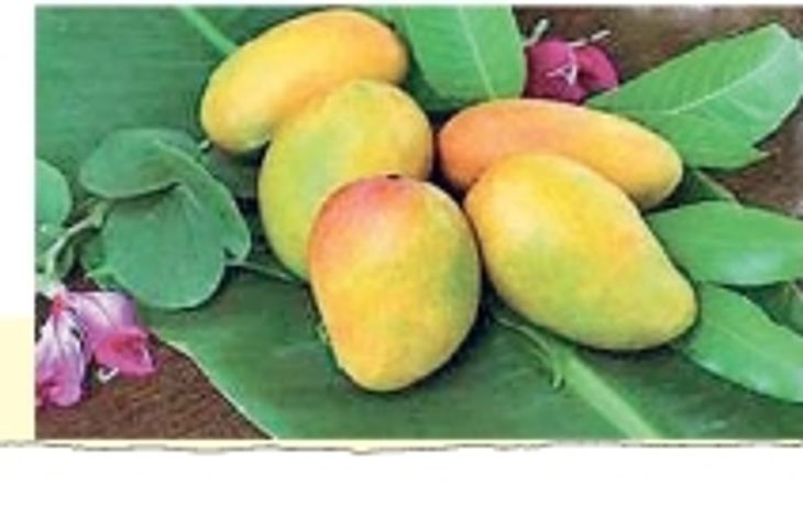 The market is buzzing with the fragrance of Dussehri, Kishan Bhog ...