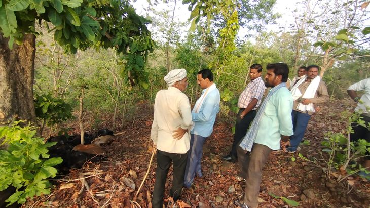 27 goats died due to lightning | आकाशीय बिजली गिरने से 27 बकरा-बकरियों ...